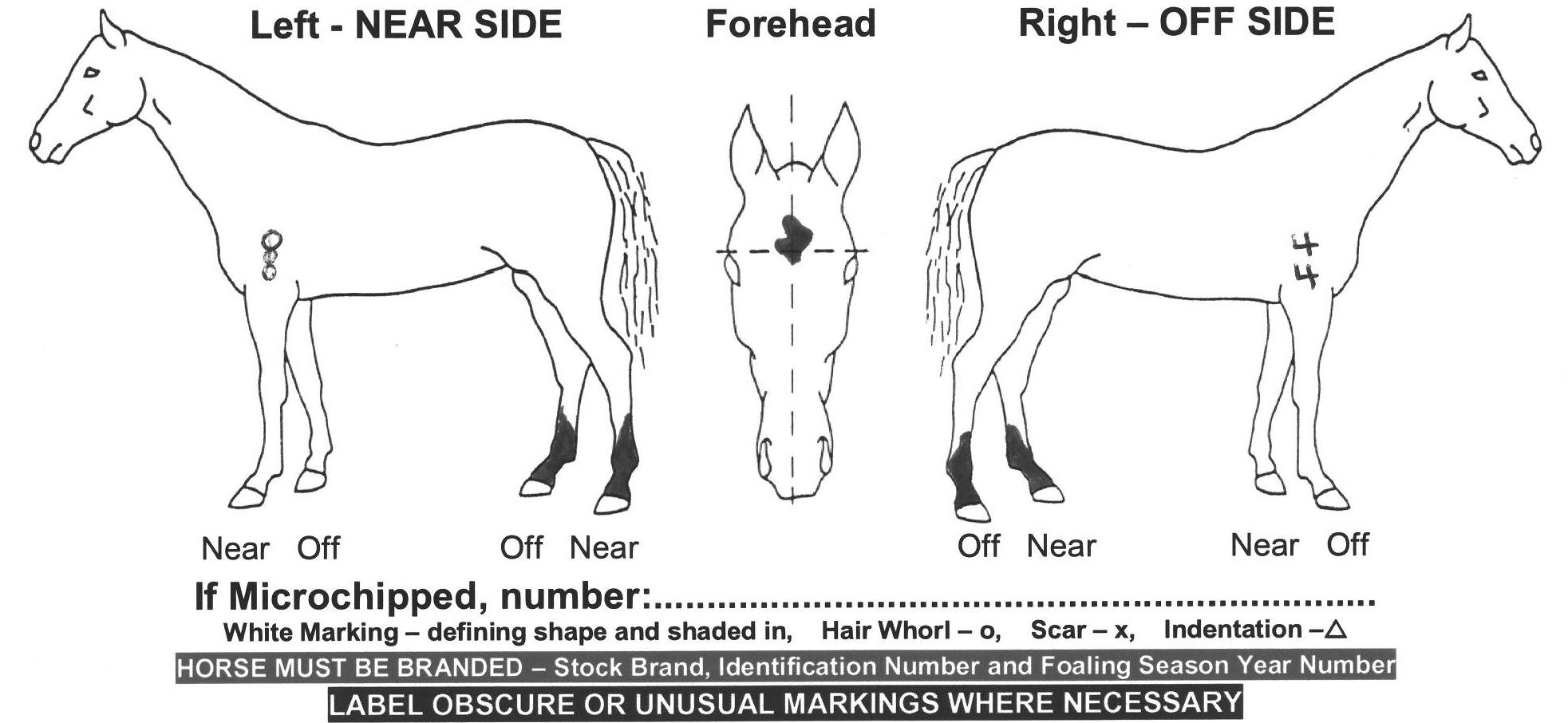 ASHS - Horse Enquiry