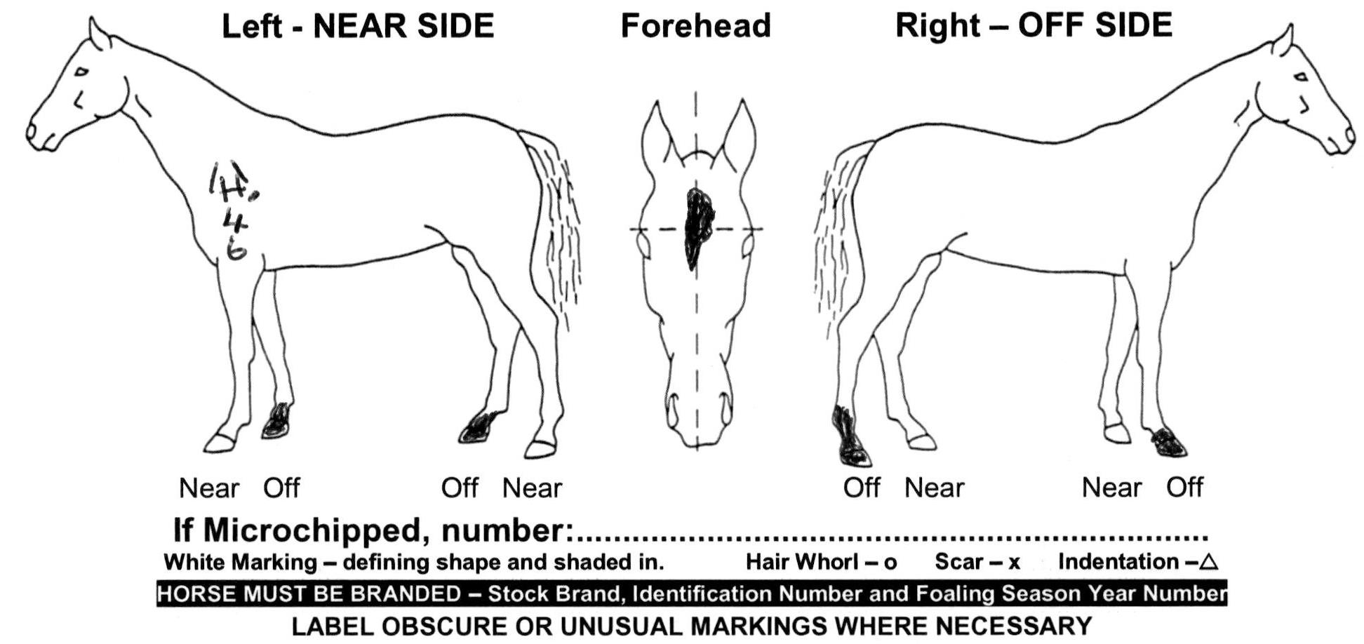 ASHS - Horse Enquiry